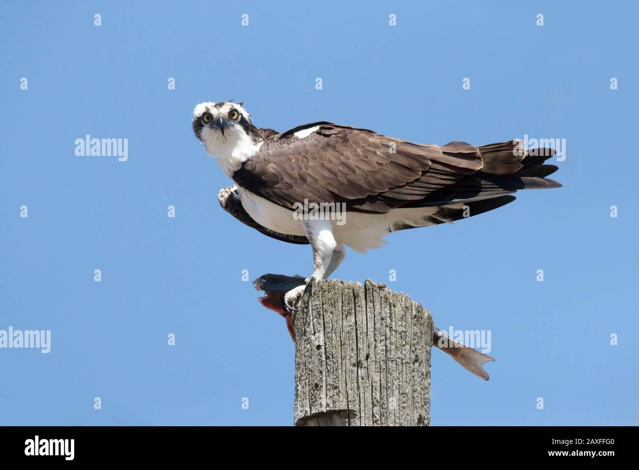 Foot of osprey hi-res stock photography and images - Alamy