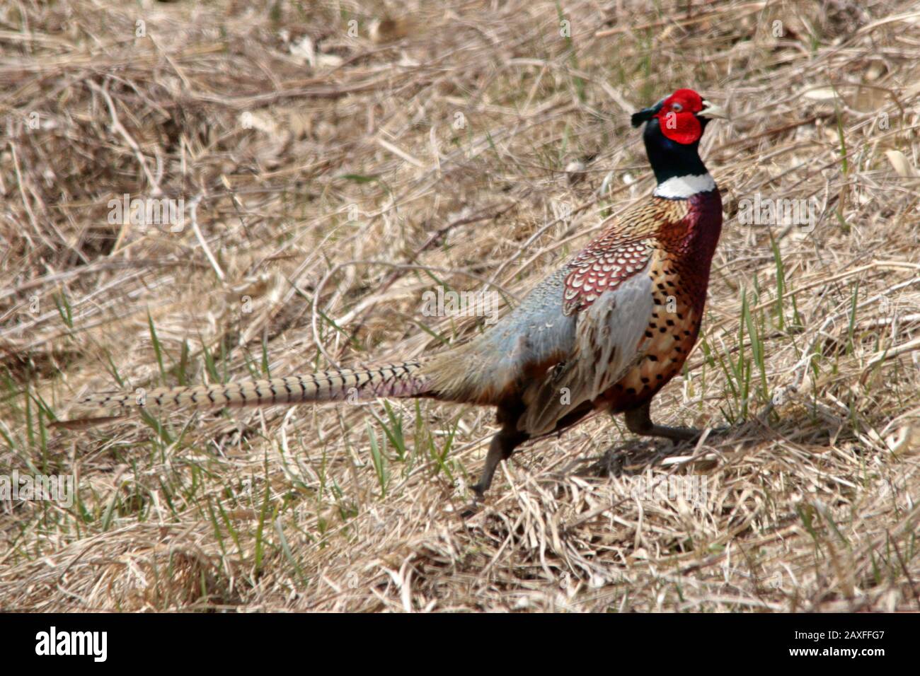 Ring necked pheasant male Stock Photo - Alamy