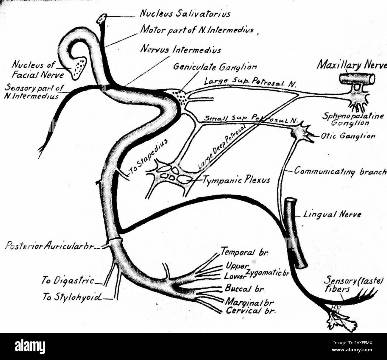 Greater Petrosal Nerve