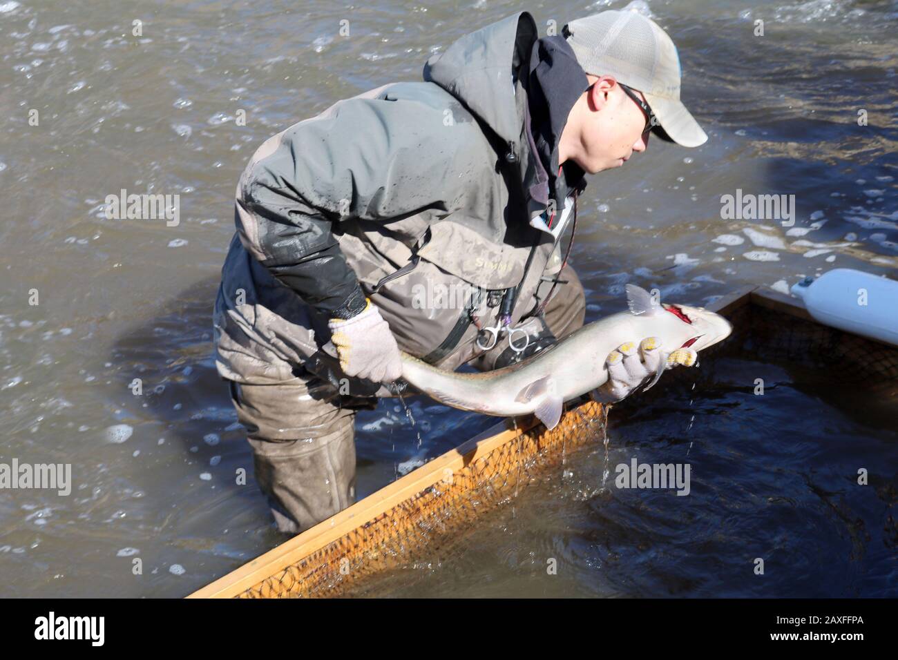 Fish lift over dam at Cobourg in spring Stock Photo - Alamy
