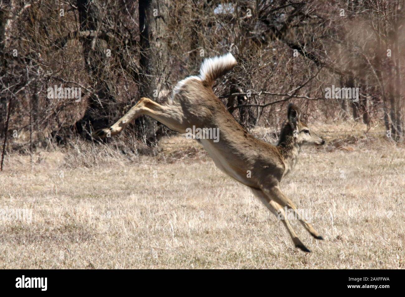 White tail deer jump hi-res stock photography and images - Alamy