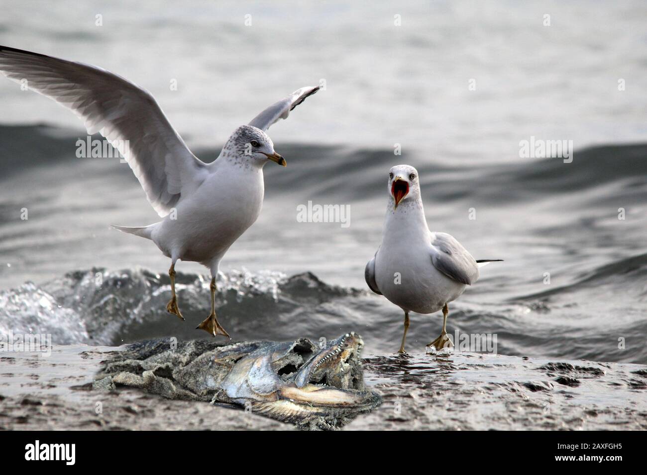 Gulls have crucial role in nature hi-res stock photography and images ...