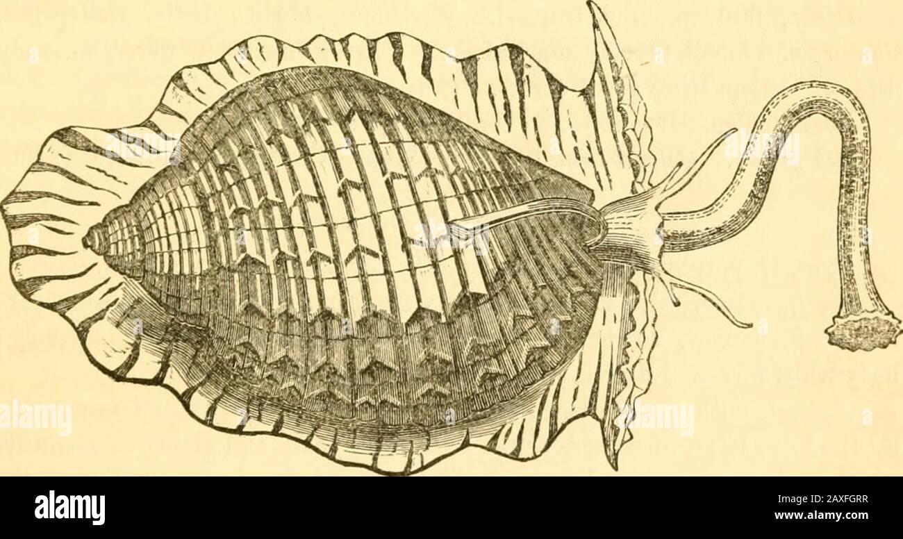 Mangelia hi-res stock photography and images - Alamy