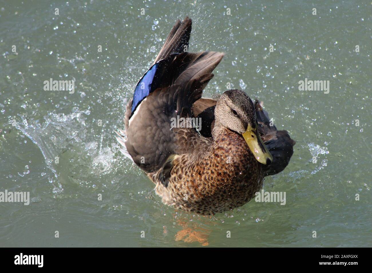 Mallard ducks at lake in winter Stock Photo - Alamy