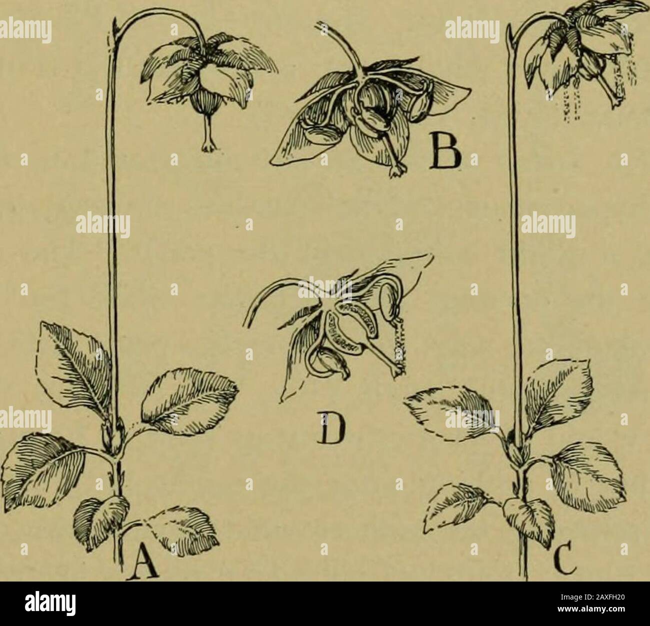 Invasi hi-res stock photography and images - Alamy