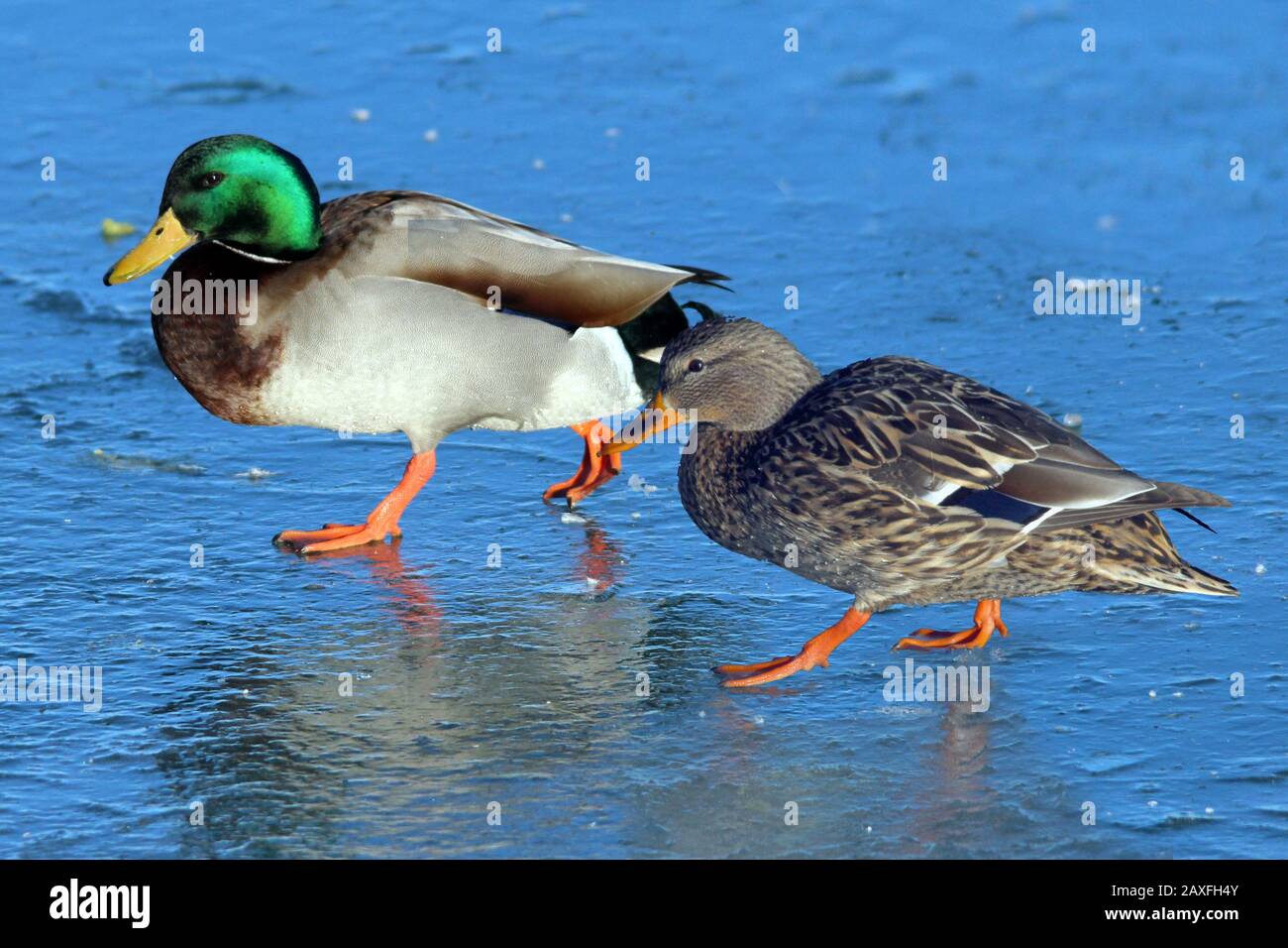 Mallard couple eating hi-res stock photography and images - Alamy