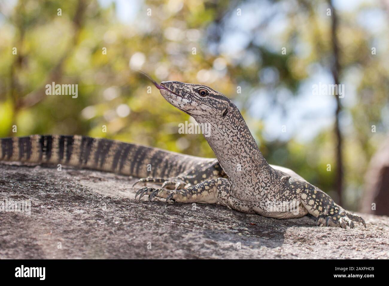 Heath monitor hi-res stock photography and images - Alamy