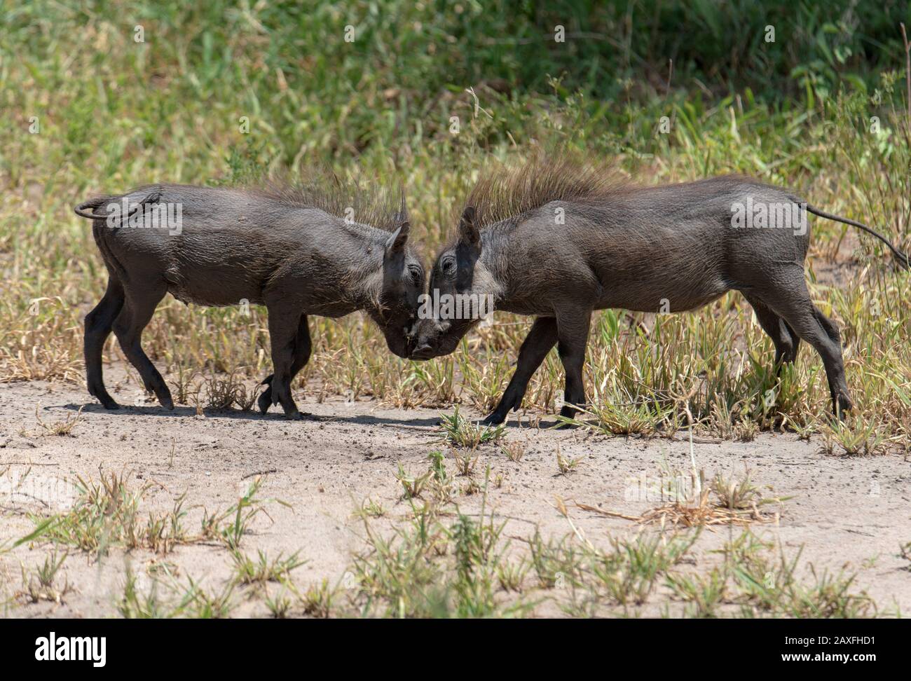 Wathogs fighting hi-res stock photography and images - Alamy