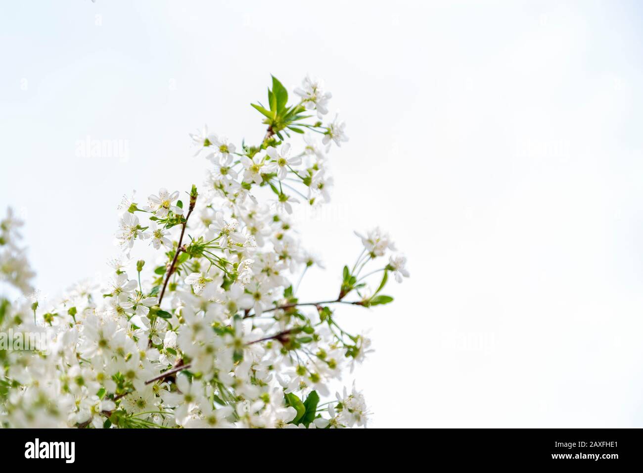 Beautiful cherry Trees in Blossoms. Flowering Spring tree Stock Photo ...