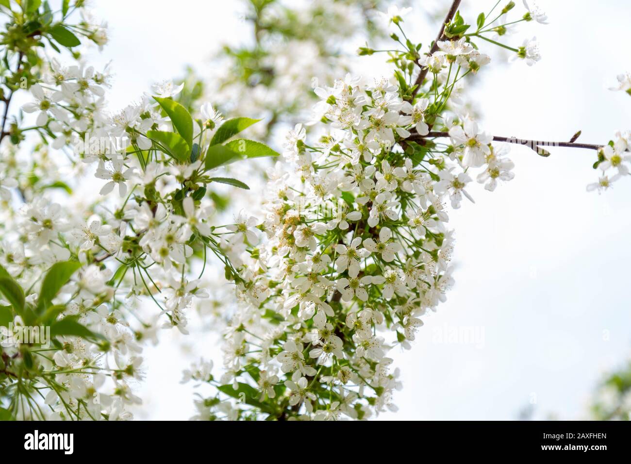 Beautiful Spring Trees in Blossoms. Flowering cherry tree Stock Photo ...