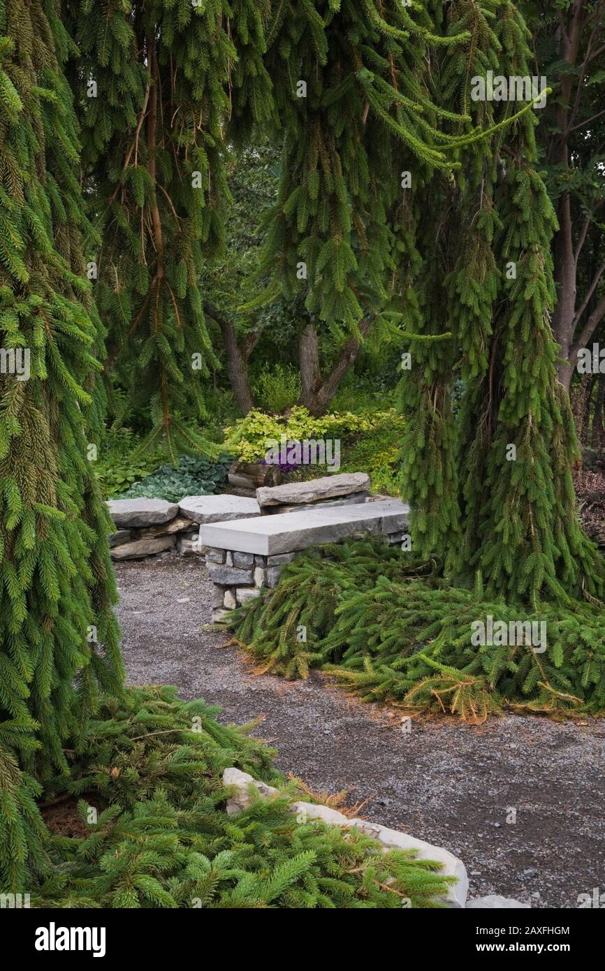 Stone edged gravel path through natural Picea pendula - Norway Spruce ...