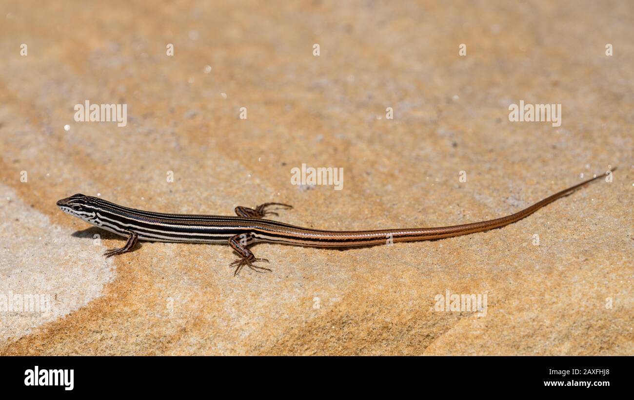 Copper tailed skink hi-res stock photography and images - Alamy