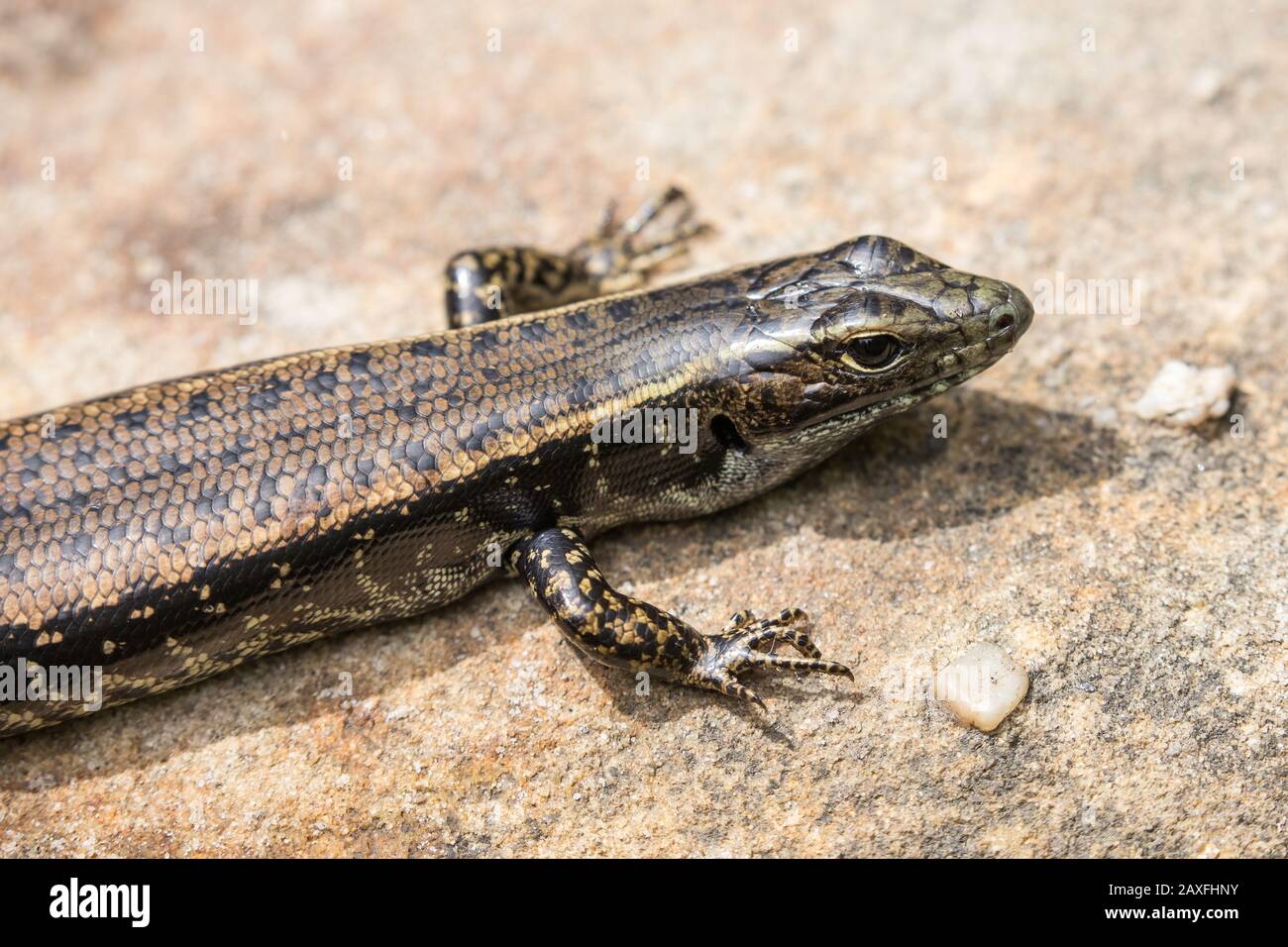 Water skink hi-res stock photography and images - Alamy