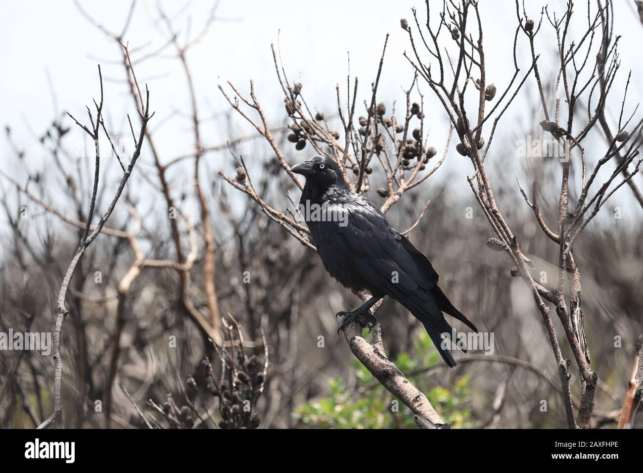 Australian Raven resting in dead and burnt shrub after bush fire Stock ...