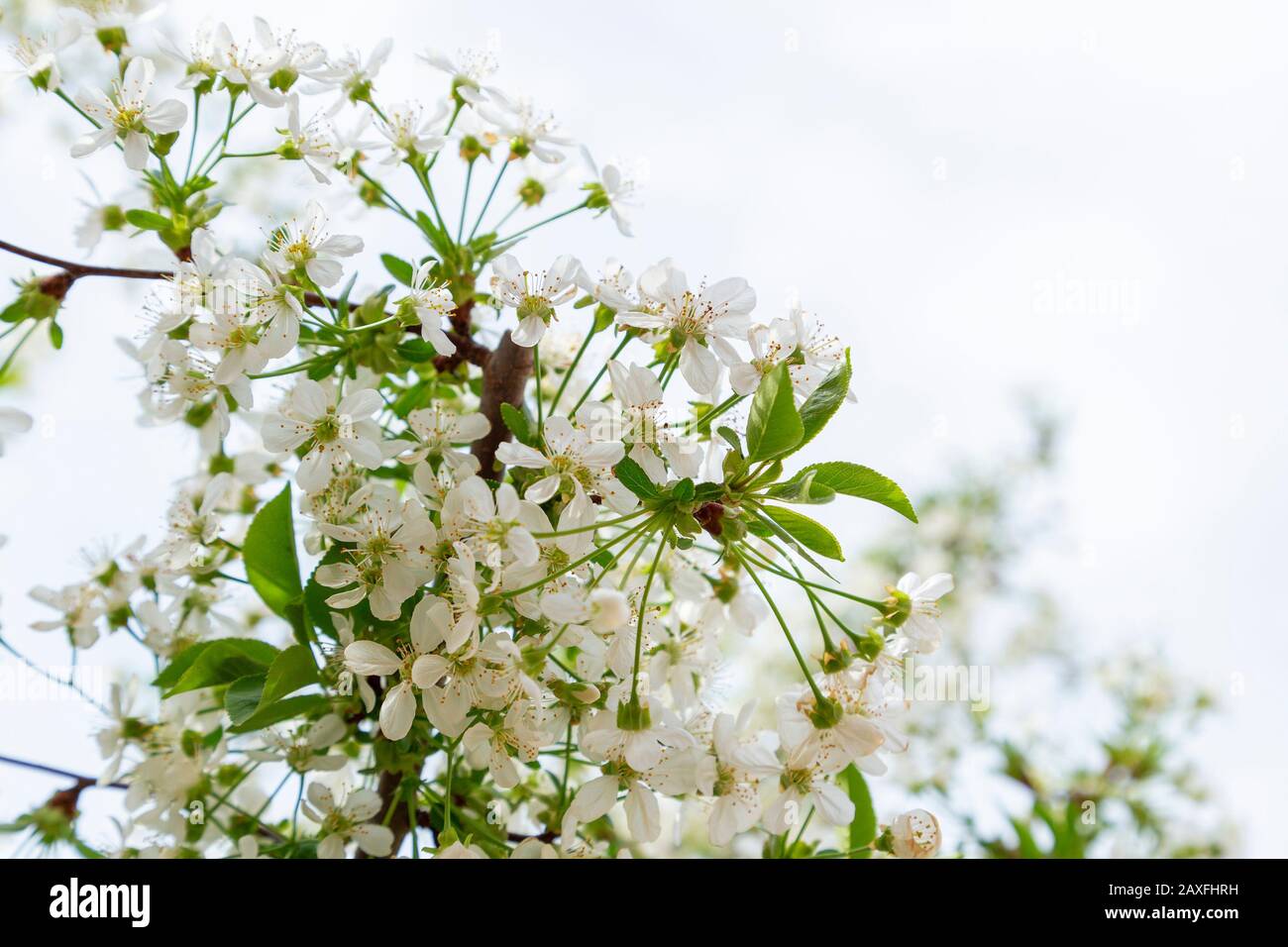 Beautiful Spring Trees. Spring cherry tree with white flowers in ...