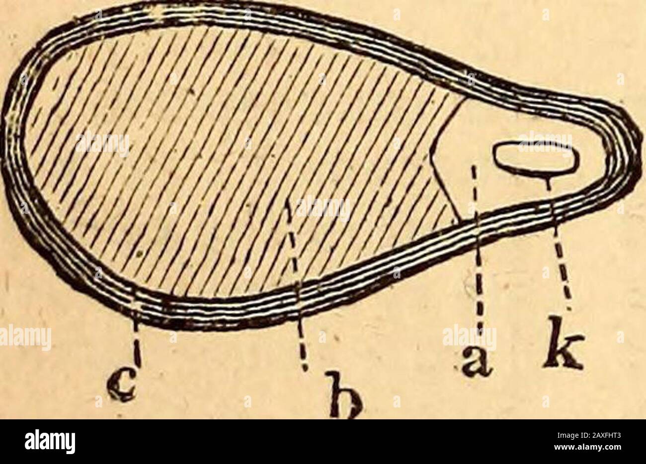 Suspensor hi-res stock photography and images - Alamy