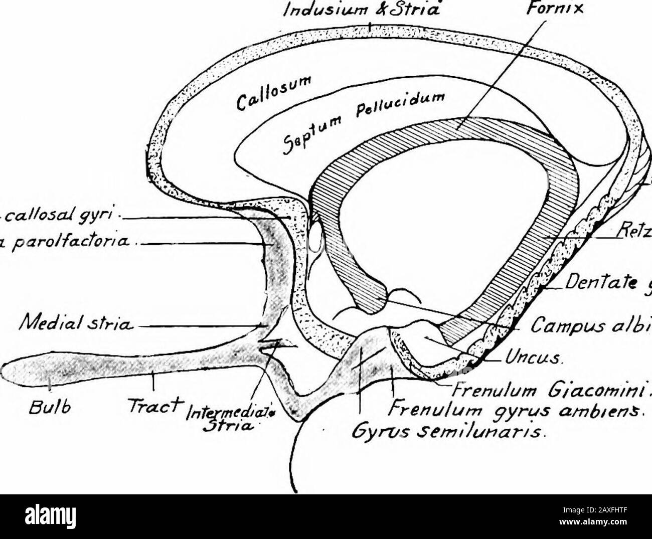 A manual of anatomy . uncus is a hook-like, isolated portion of the ...