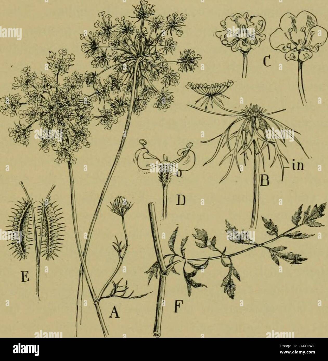 Family cornaceae hi-res stock photography and images - Alamy