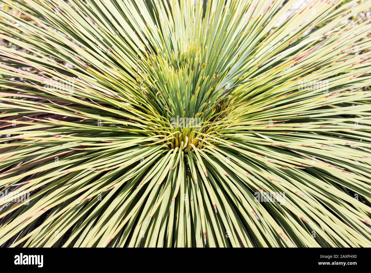 Leaves of the Grass Tree Stock Photo - Alamy