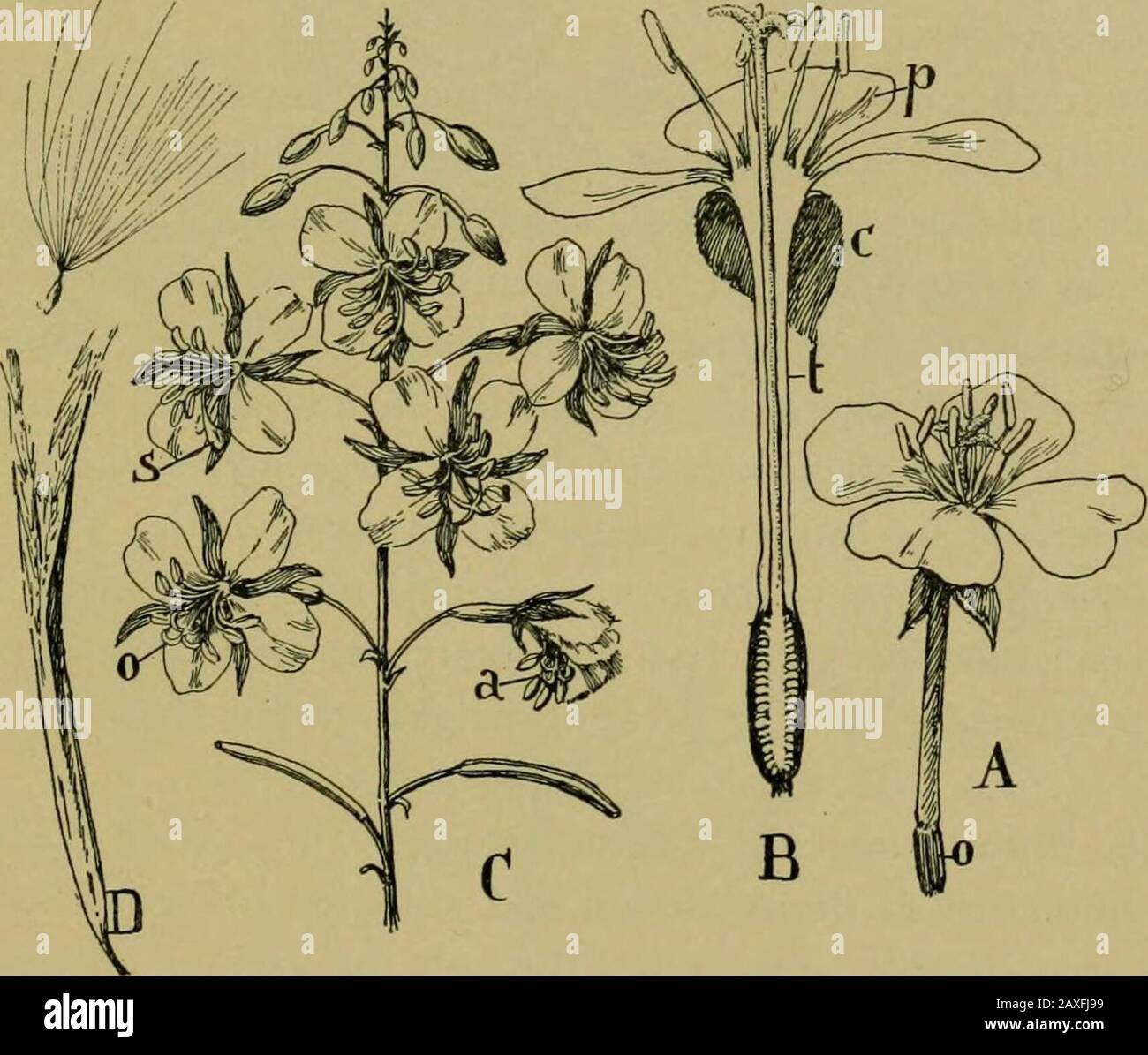 Heterostyly hi-res stock photography and images - Alamy