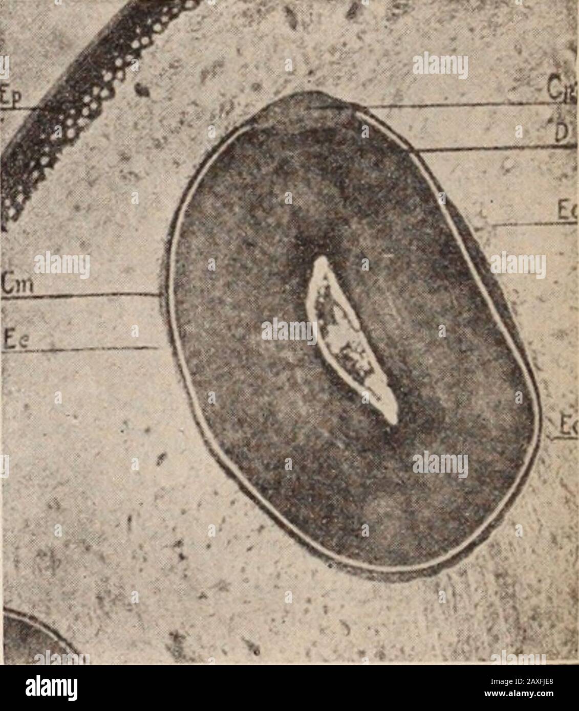 Dental review; devoted to the advancement of dentistry. . Fig. 2. Fig ...