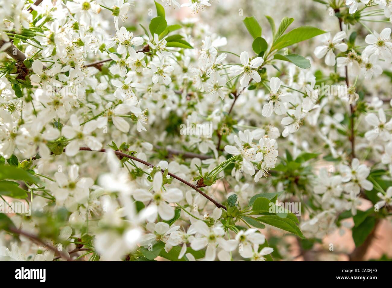 Beautiful Spring Trees With White Flowers in blossoms Stock Photo - Alamy