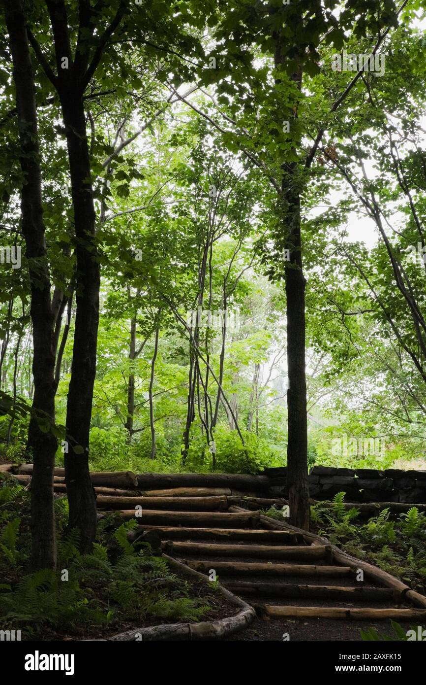 Forest and cedar log steps bordered by Pteridophyta - Fern plants in ...