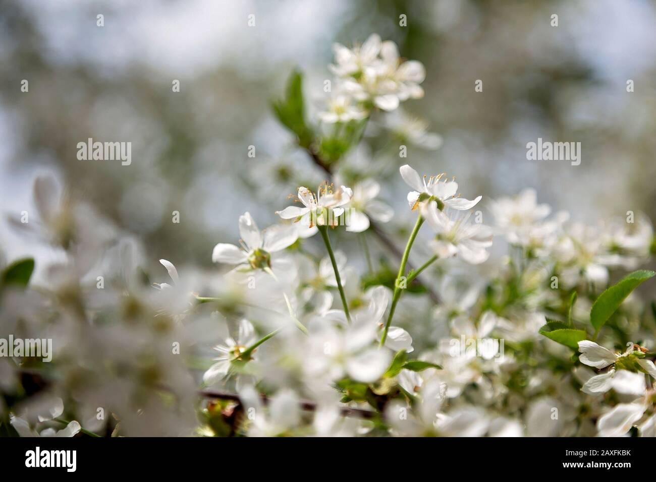 Flowering Trees In Spring. Beautiful blossom background. Spring ...
