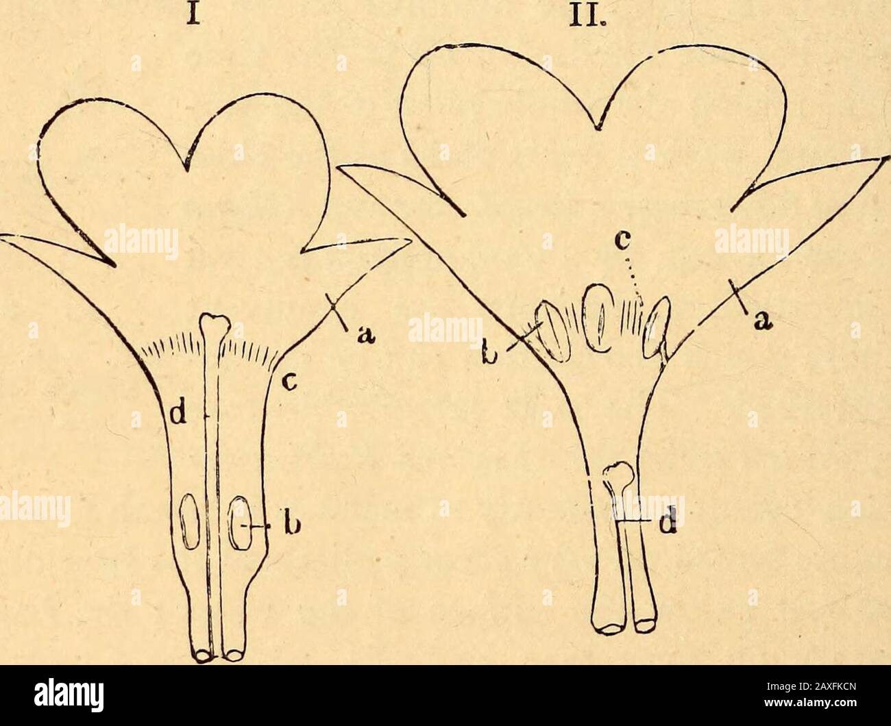 Hermaphrodite species hi-res stock photography and images - Alamy