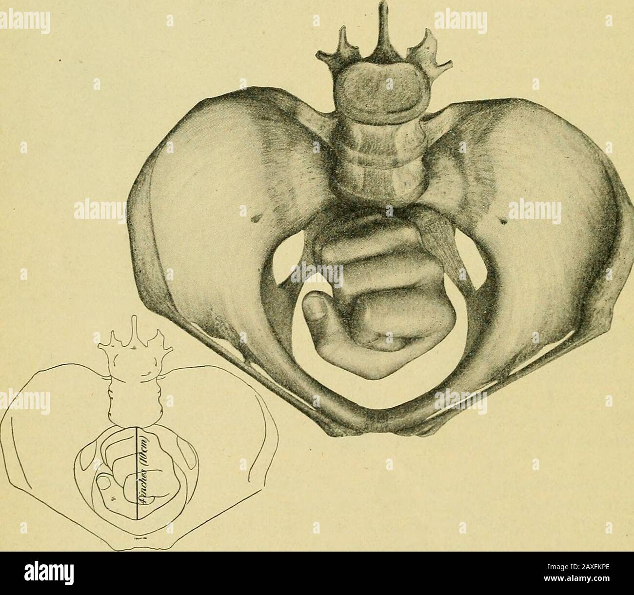 Línea normal hi-res stock photography and images - Alamy