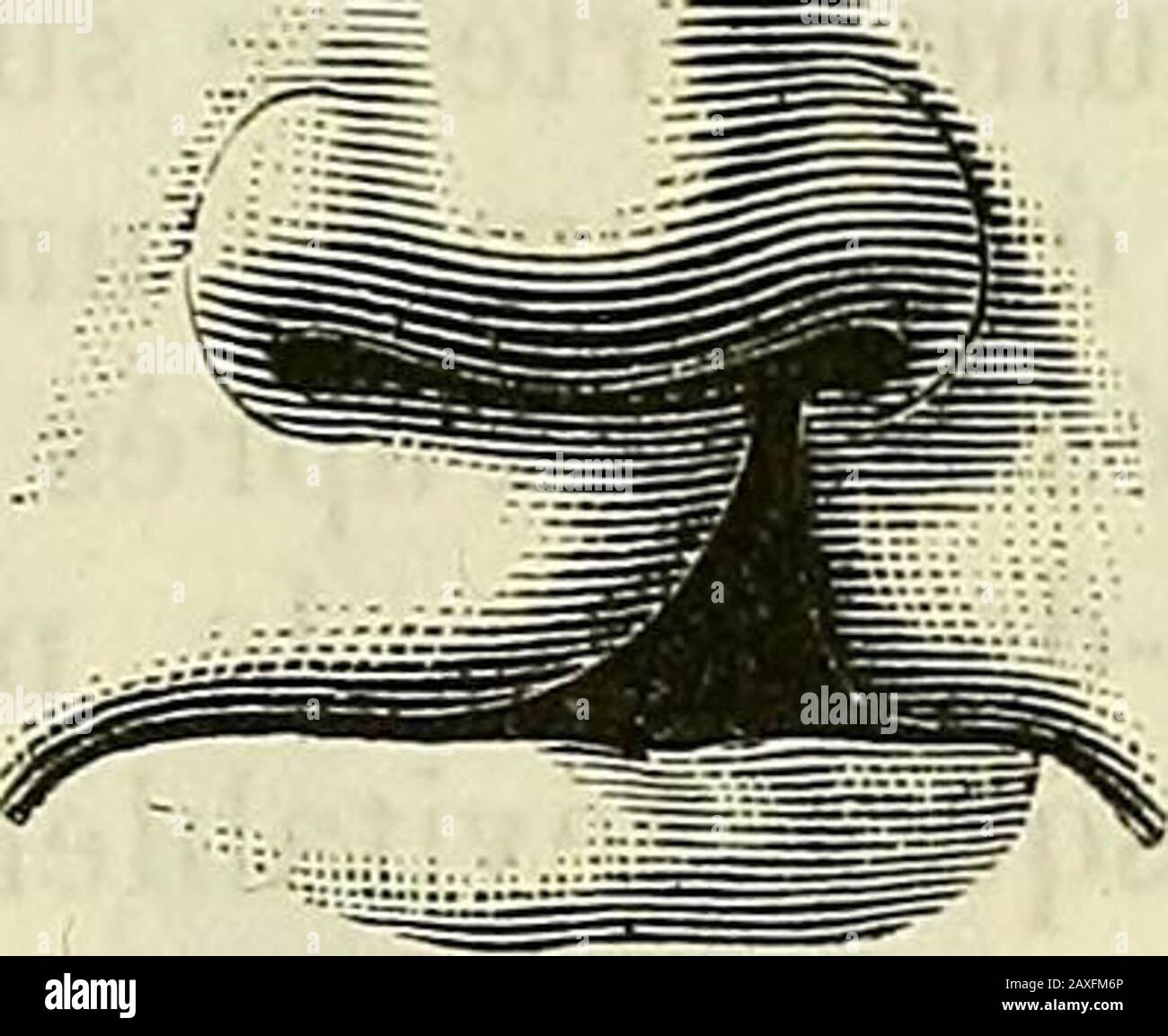 Bec de lievre hi-res stock photography and images - Alamy