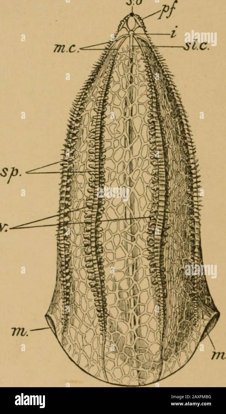 The porifera and coelentera . gittal costae extend over the whole ...