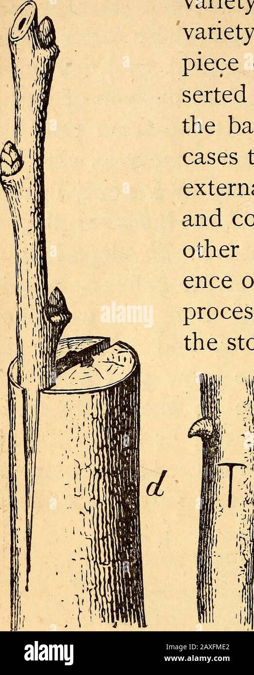 Text-book of structural and physiological botany . g. 352.—Diagrammatic ...
