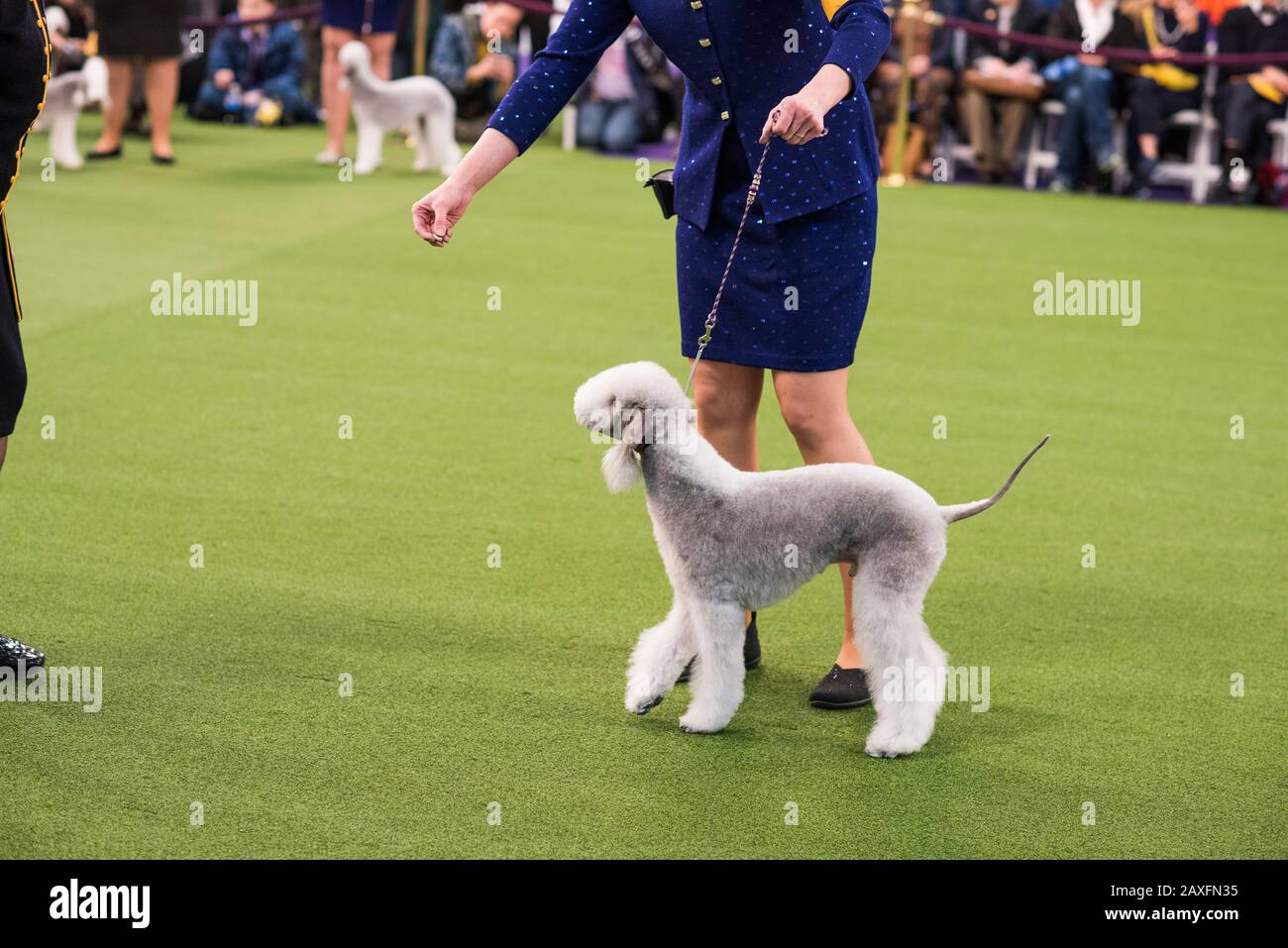 New York City, USA - February 10, 2020: Bedlington Terrier, The 144th ...
