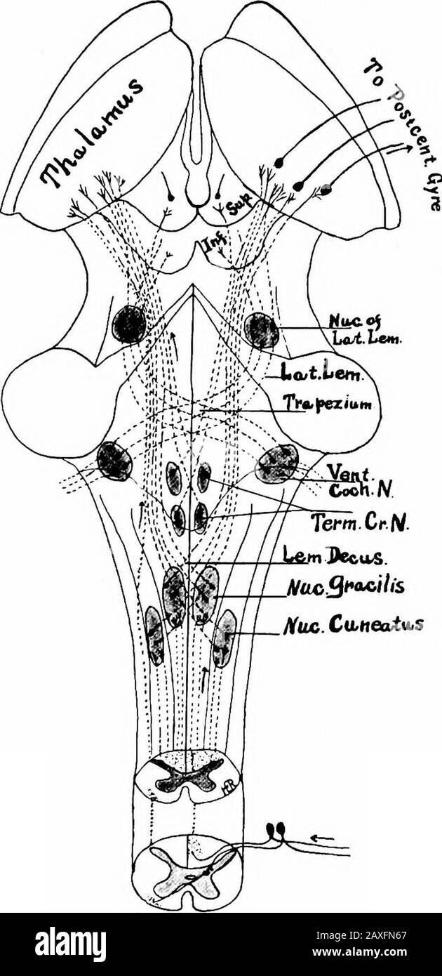 A manual of anatomy . F,G. 302. Diagram of the neurons in the direct ...