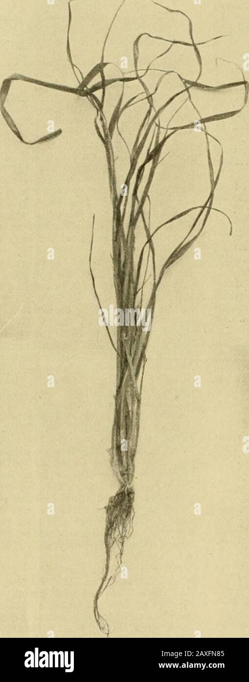 Bacillus radicicola hi-res stock photography and images - Alamy