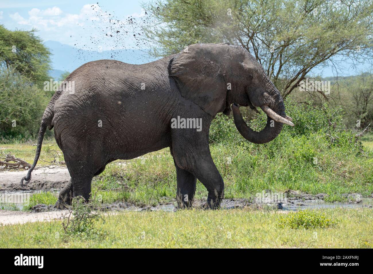 Elephant mud spout, applying natures sunscreen. Tarangire National park ...