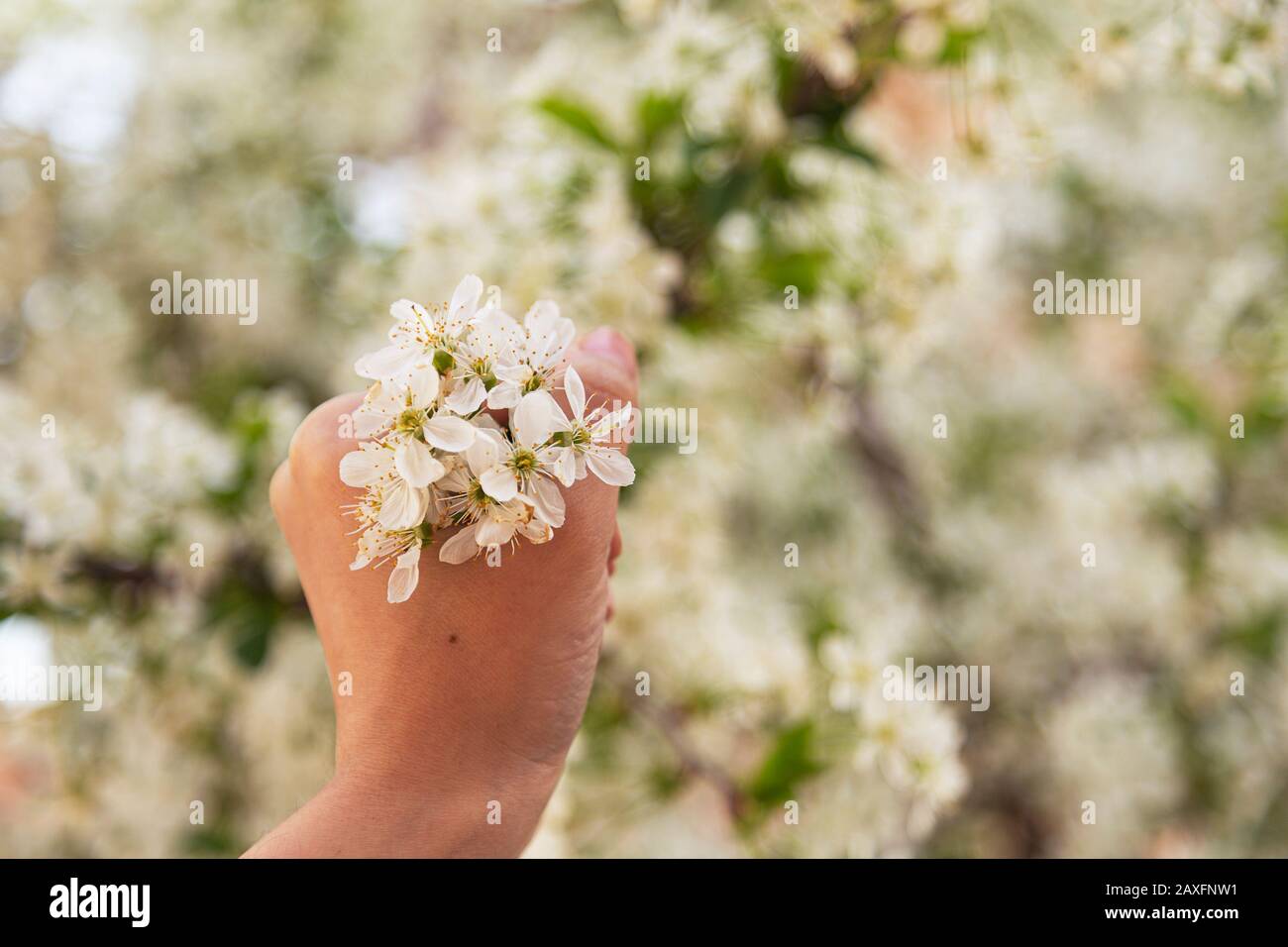 Blooming spring orchard. Springtime garden. Female with spring flower ...