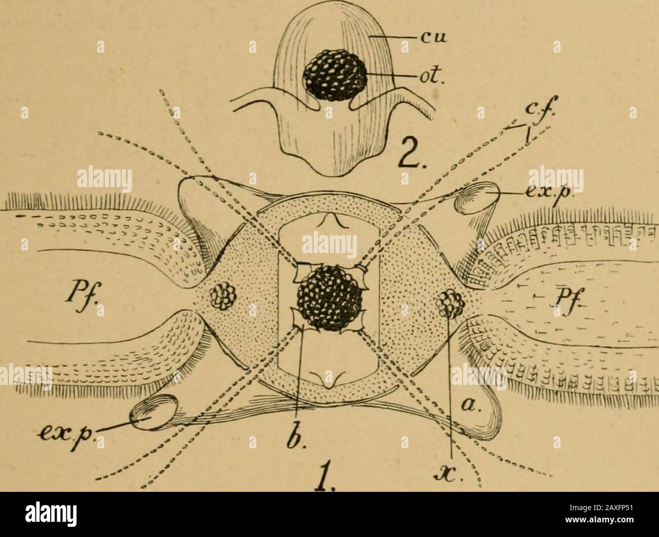 The porifera and coelentera . The space between the stomodaeum ...