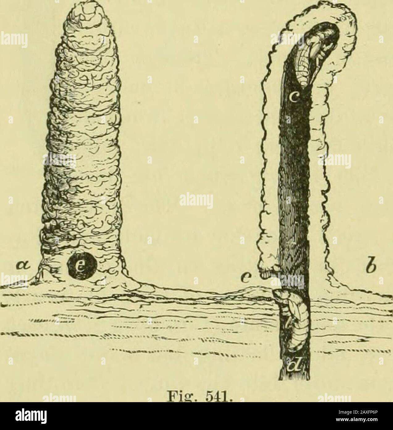 Uncommon insects hi-res stock photography and images - Alamy