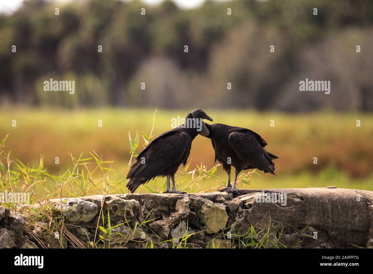 Black vultures mating hi-res stock photography and images - Alamy
