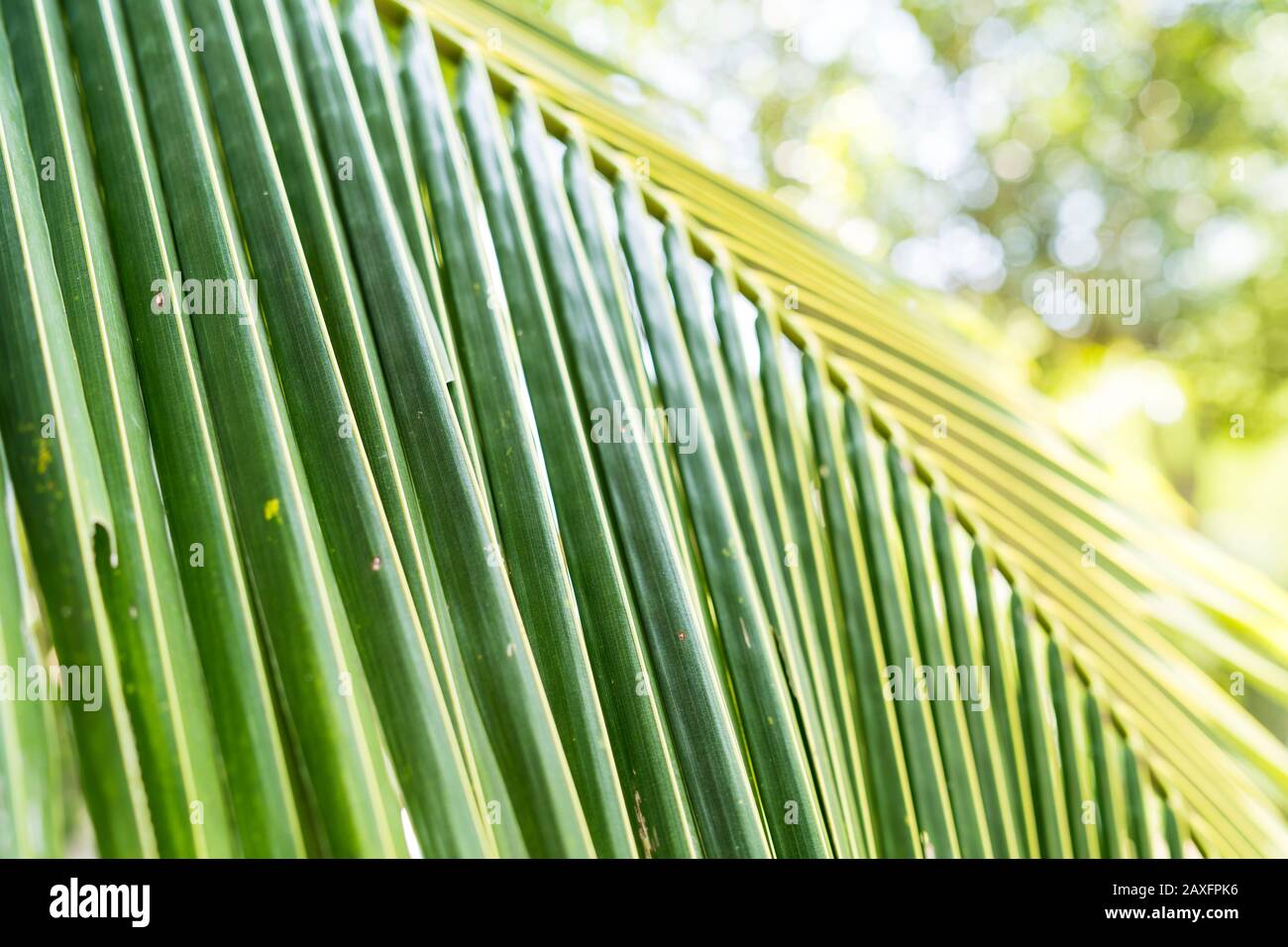 Green coconut leaf hi-res stock photography and images - Alamy