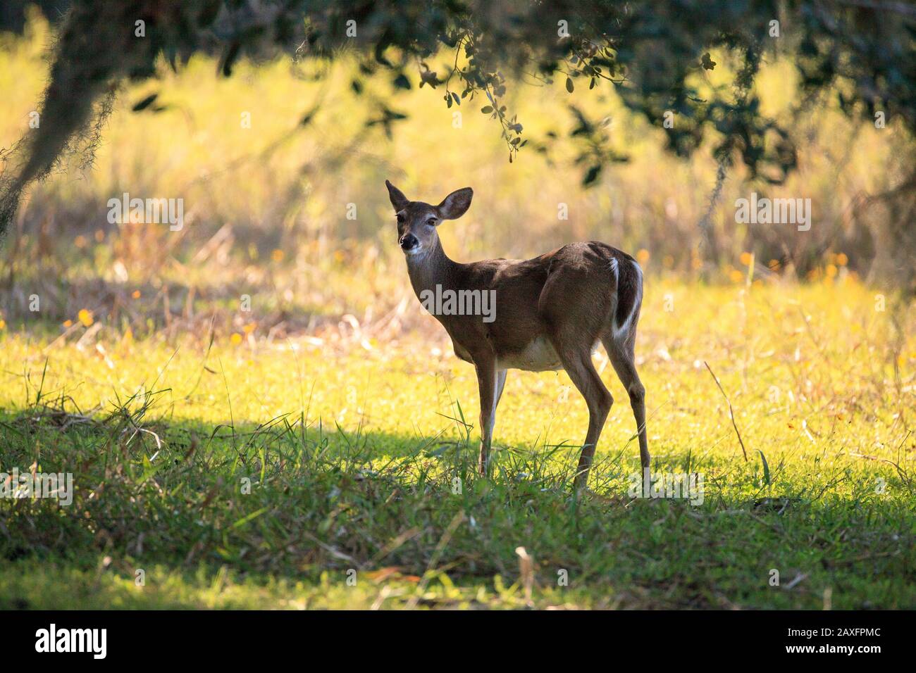 White-tailed deer Odocoileus virginianus forages for clover in the ...