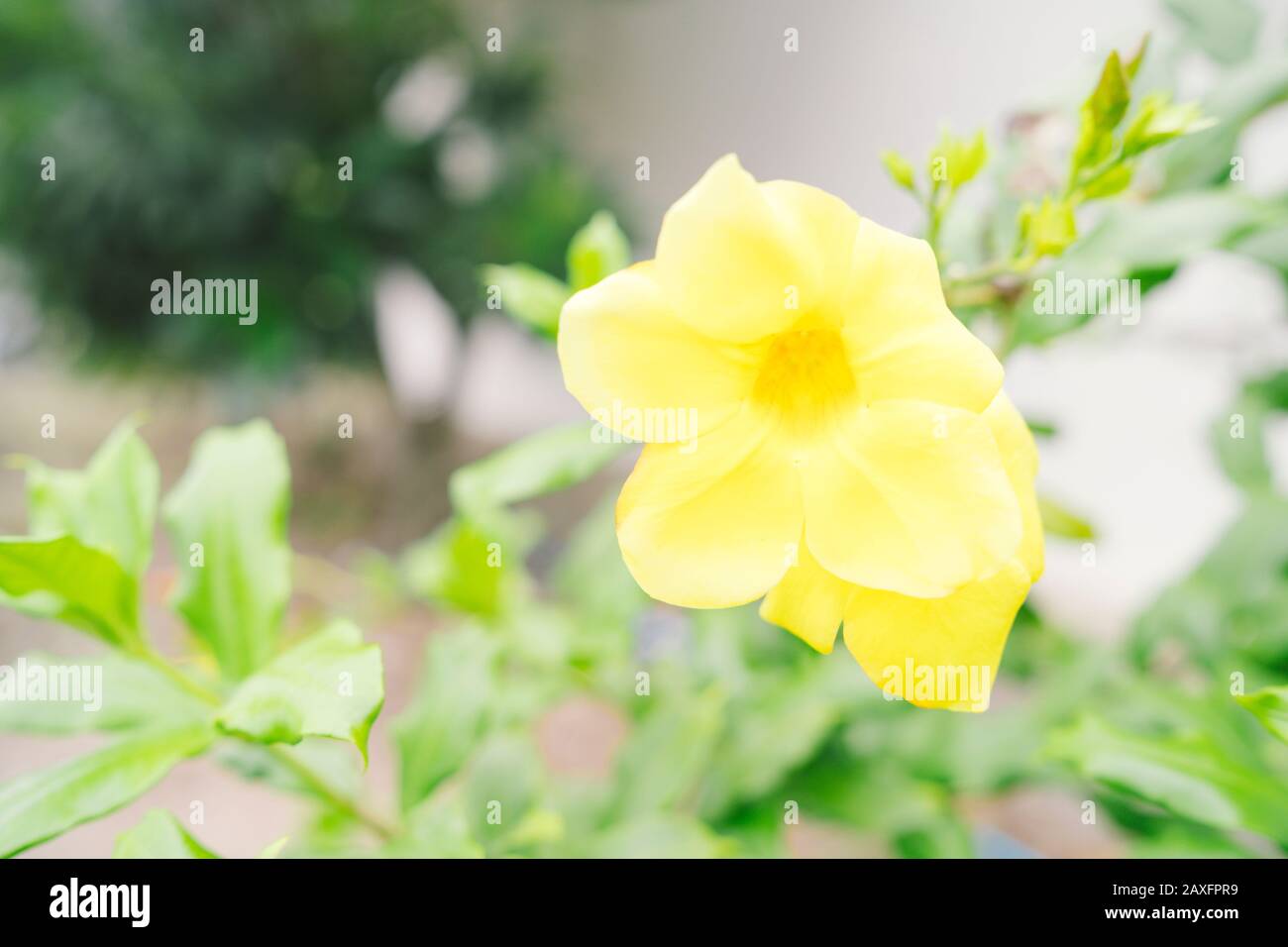 Yellow flower allamanda cathartica or golden trumpet Stock Photo - Alamy