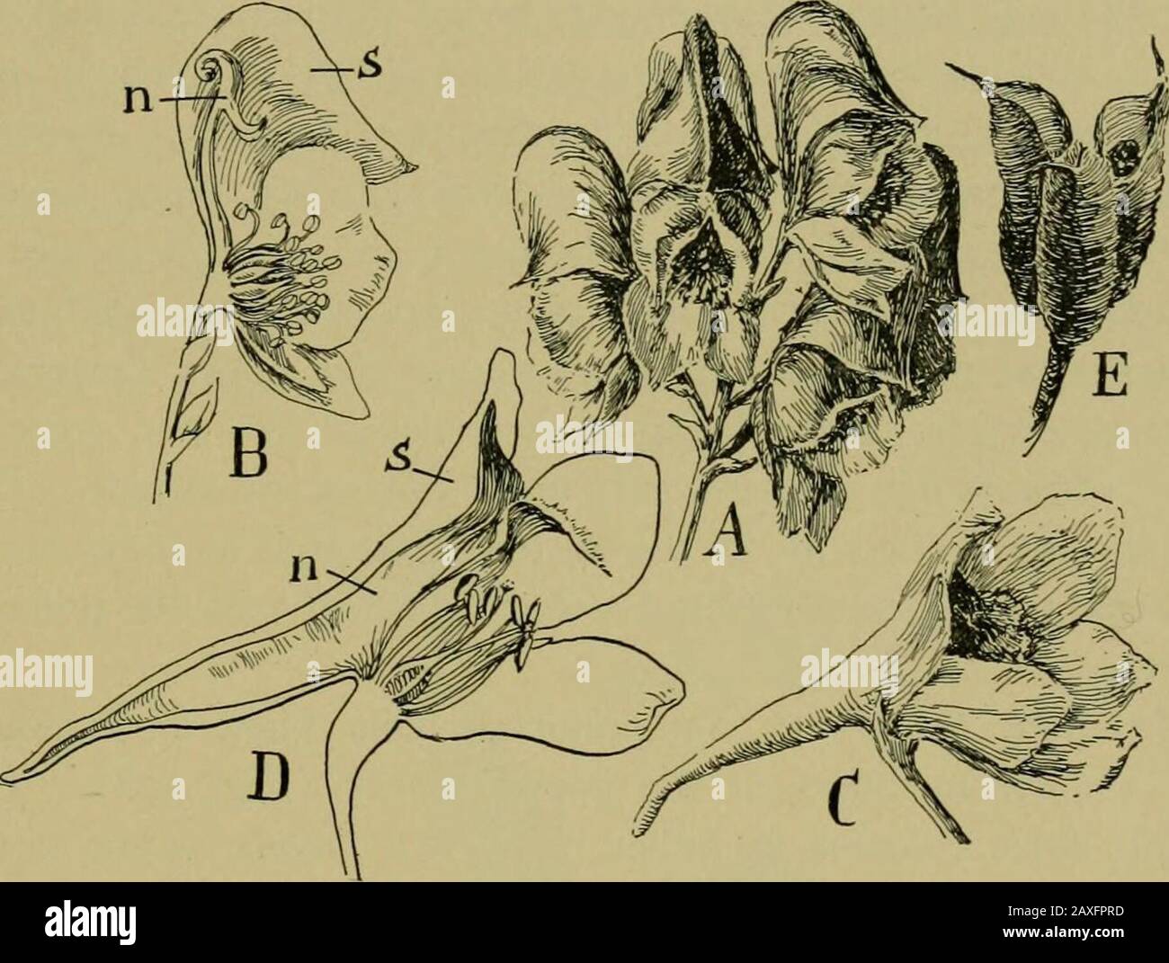 Modified spurs hi-res stock photography and images - Alamy