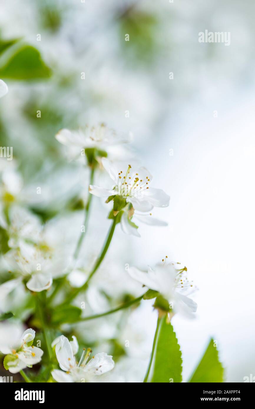 Hello spring. Beautiful Spring Trees in Blossoms. Flowering cherry tree ...