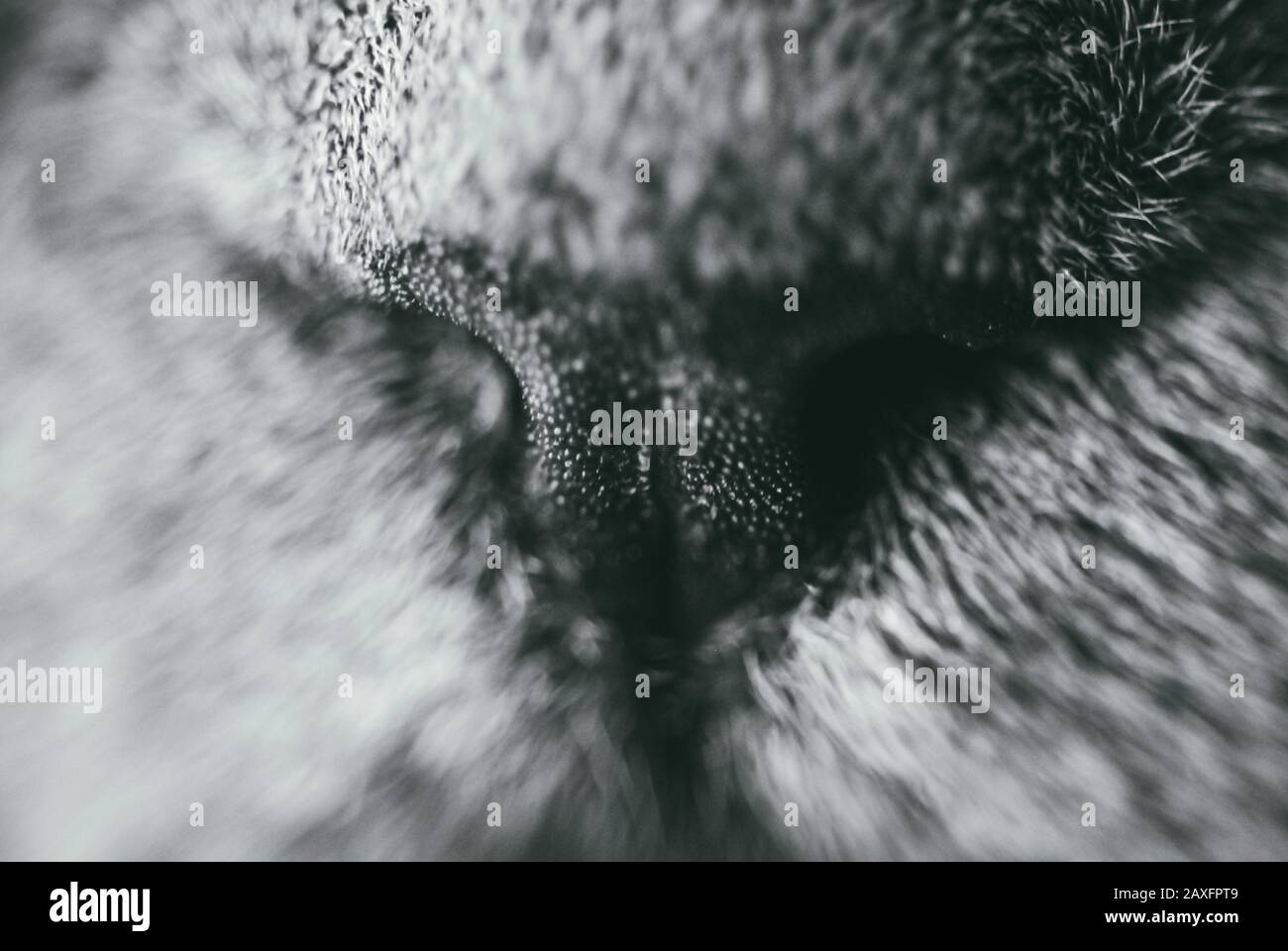 Extreme close-up of a cat's nose with a small depth of field. abstract ...