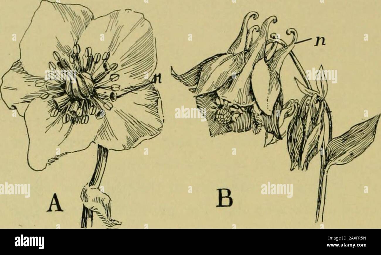 Perigynous hi-res stock photography and images - Alamy