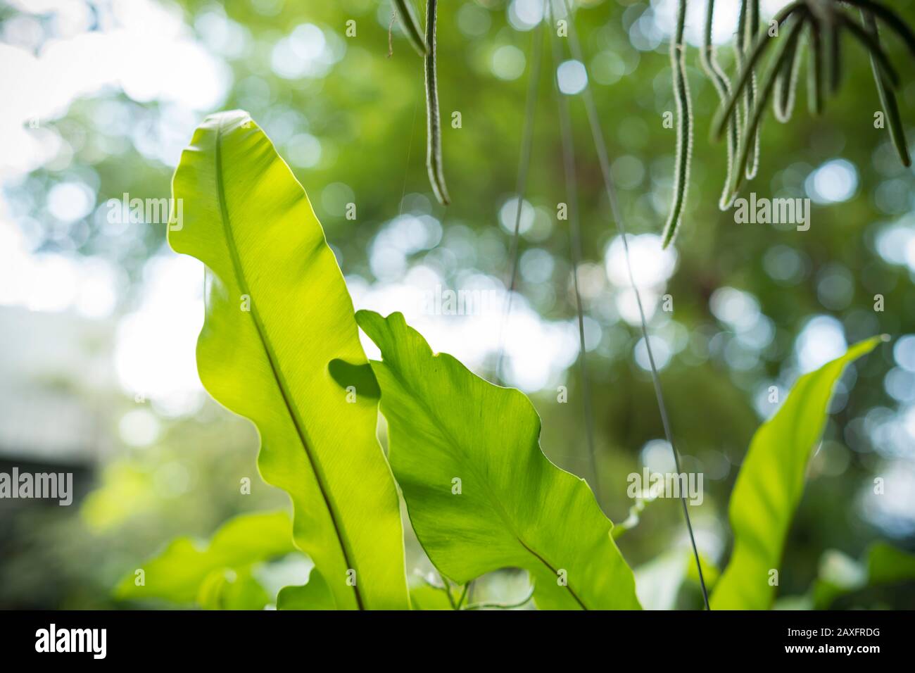 Nature green leaf on blurred background, nature view Stock Photo - Alamy