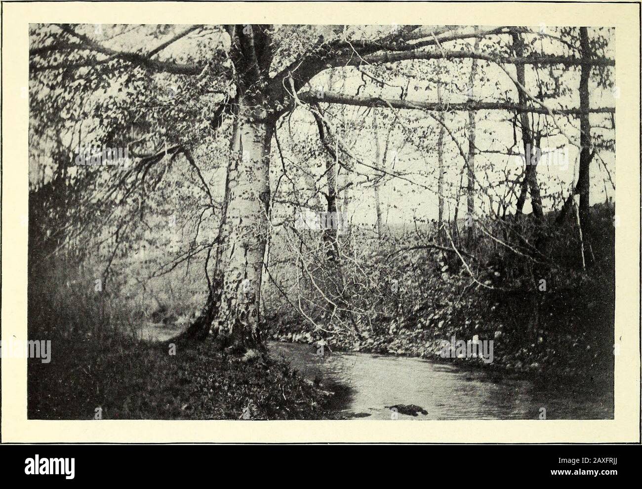 Trysting tree hi-res stock photography and images - Alamy